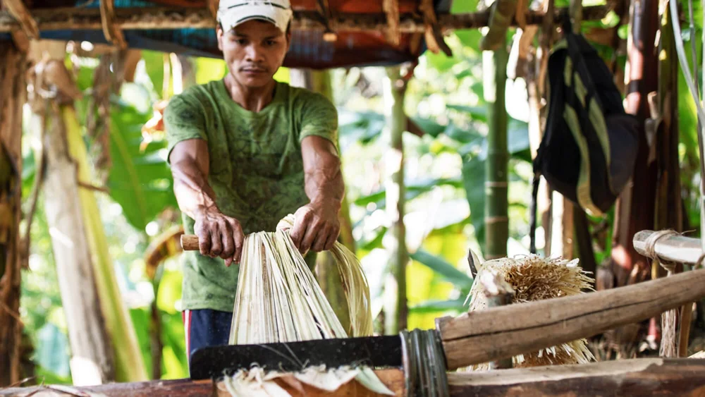 This plant produces the strongest fiber in the world – and the fabric ...