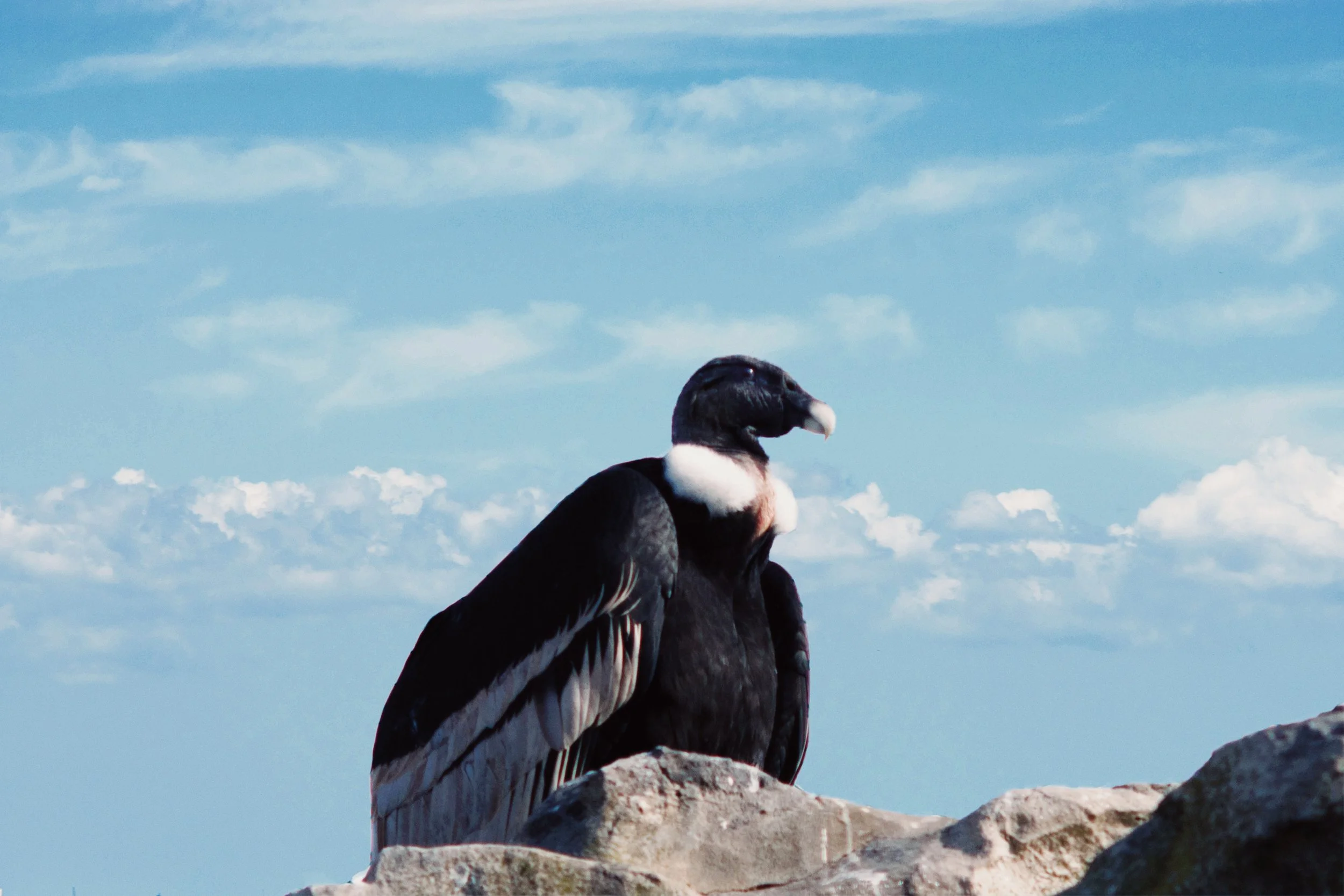 The National Birds Of All 32 Countries In The World Cup – Beakwings