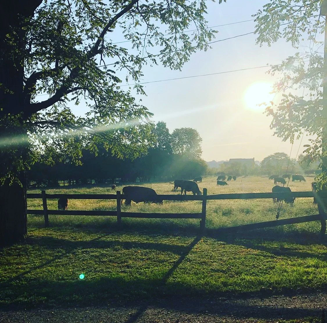 About — Medford Cattle Farms