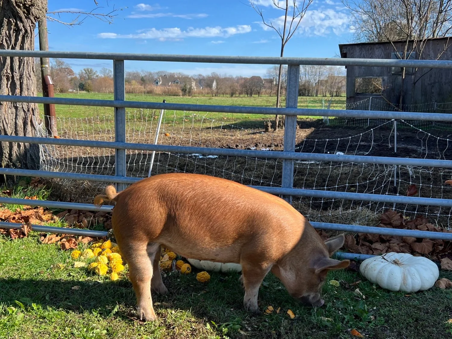 Medford Cattle Farms