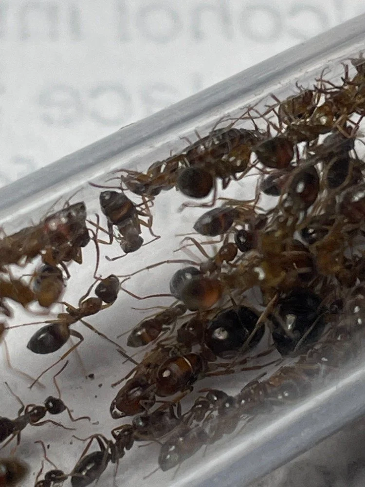 Store 2 — Antopia USA