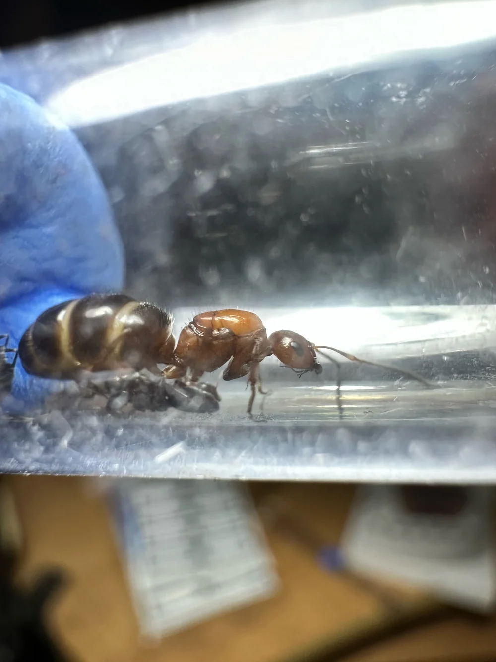 Live Ant Colonies for Sale | Complete Colonies | AntopiaUSA — Antopia USA