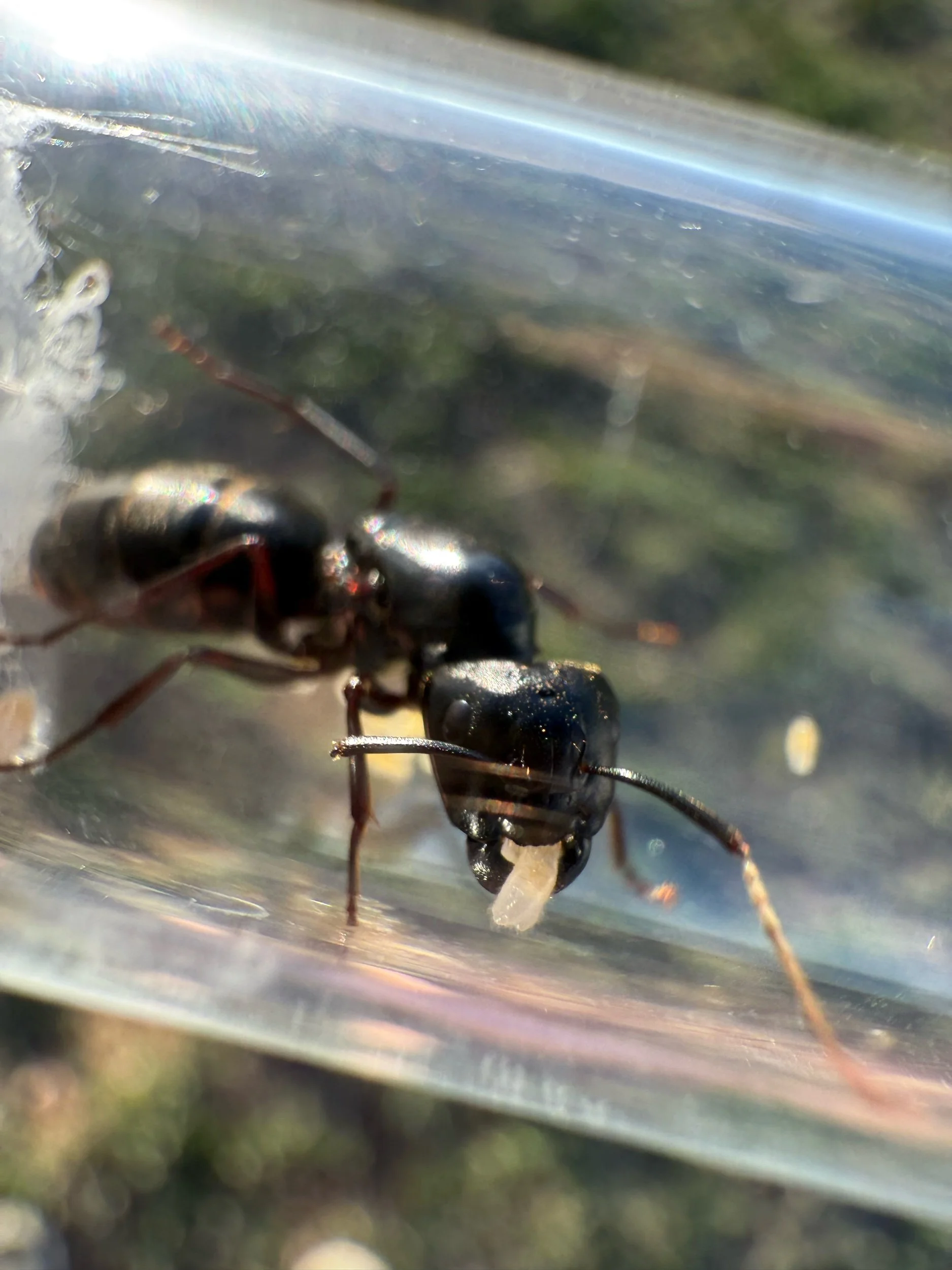 Buy Queen Ants for Sale | Live Queen Ants | AntopiaUSA — Antopia USA