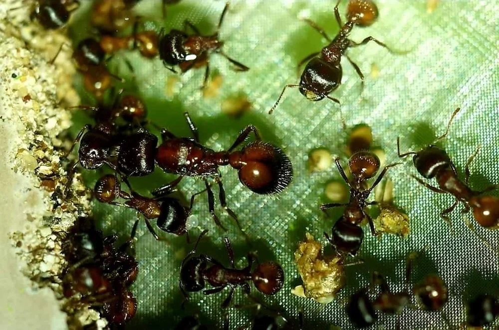 Antopia USA Live Ants for Sale | Queen Ants & Colonies | AntopiaUSA