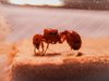 Queen Ants for Sale & Ant Colonies Online | Antopia USA