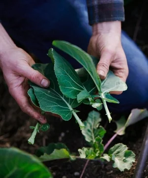 Finch & Fen Permaculture | Explore permaculture — Join the movement