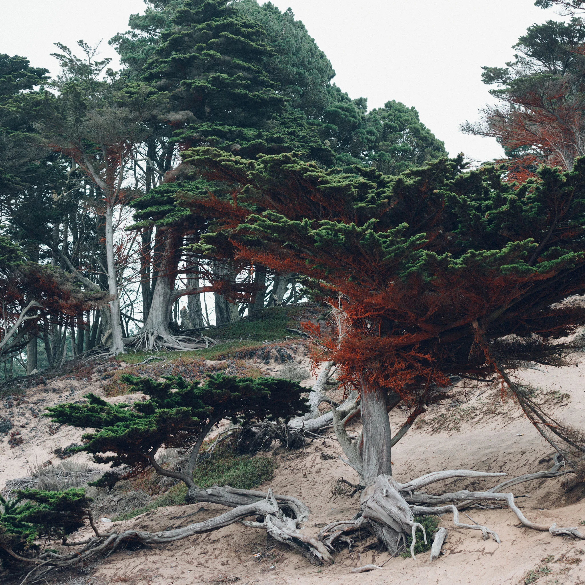 Cypress and Tea Tree — Creativity Research Network