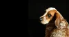 Services — Safe Harbor Animal Rescue