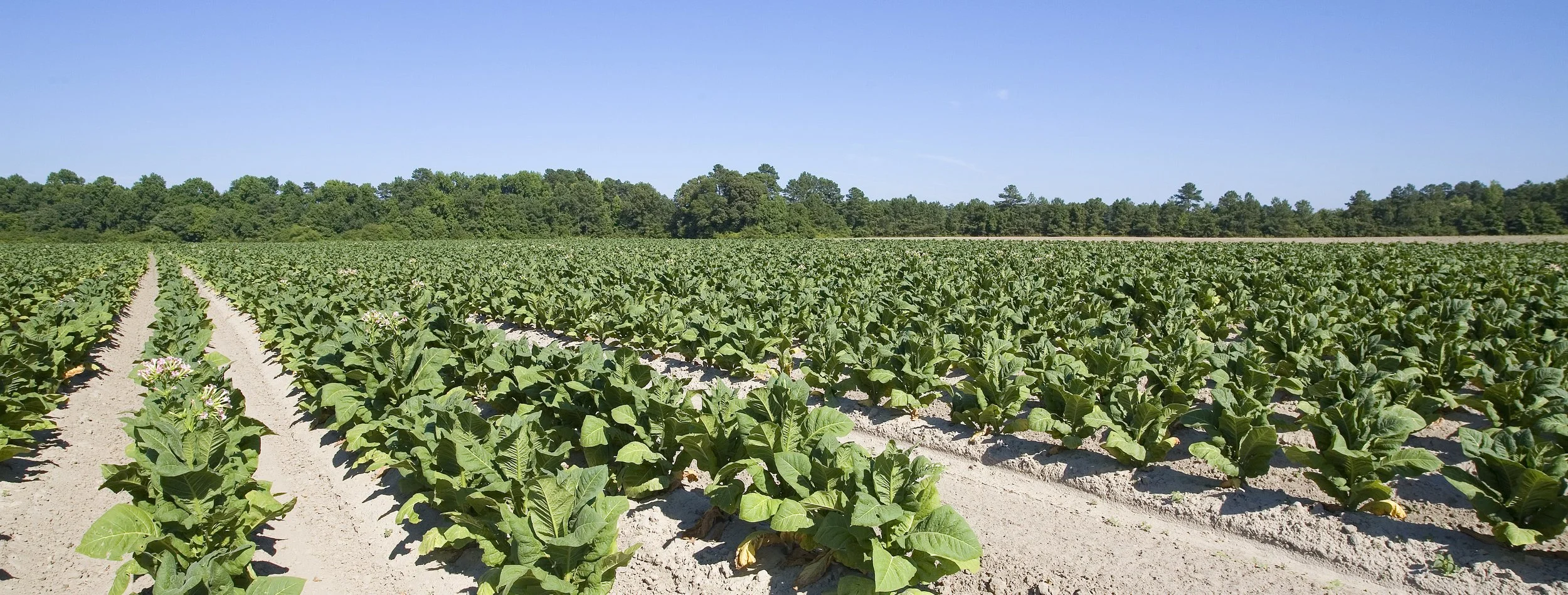 Tobacco Curing Ethylene Generators | Catalytic Generators