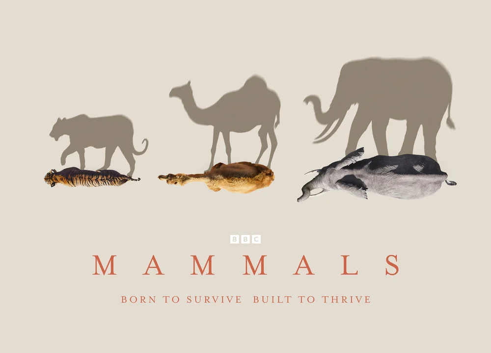 Mammals - New BBC Natural History series — Chromium Music Group