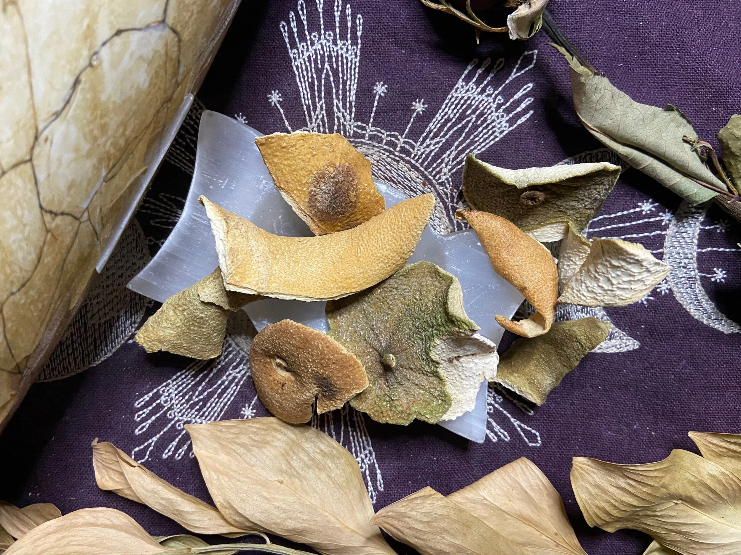 Water Caltrops, Trapa Natans, "Devil Pods," Protection from Evil ...