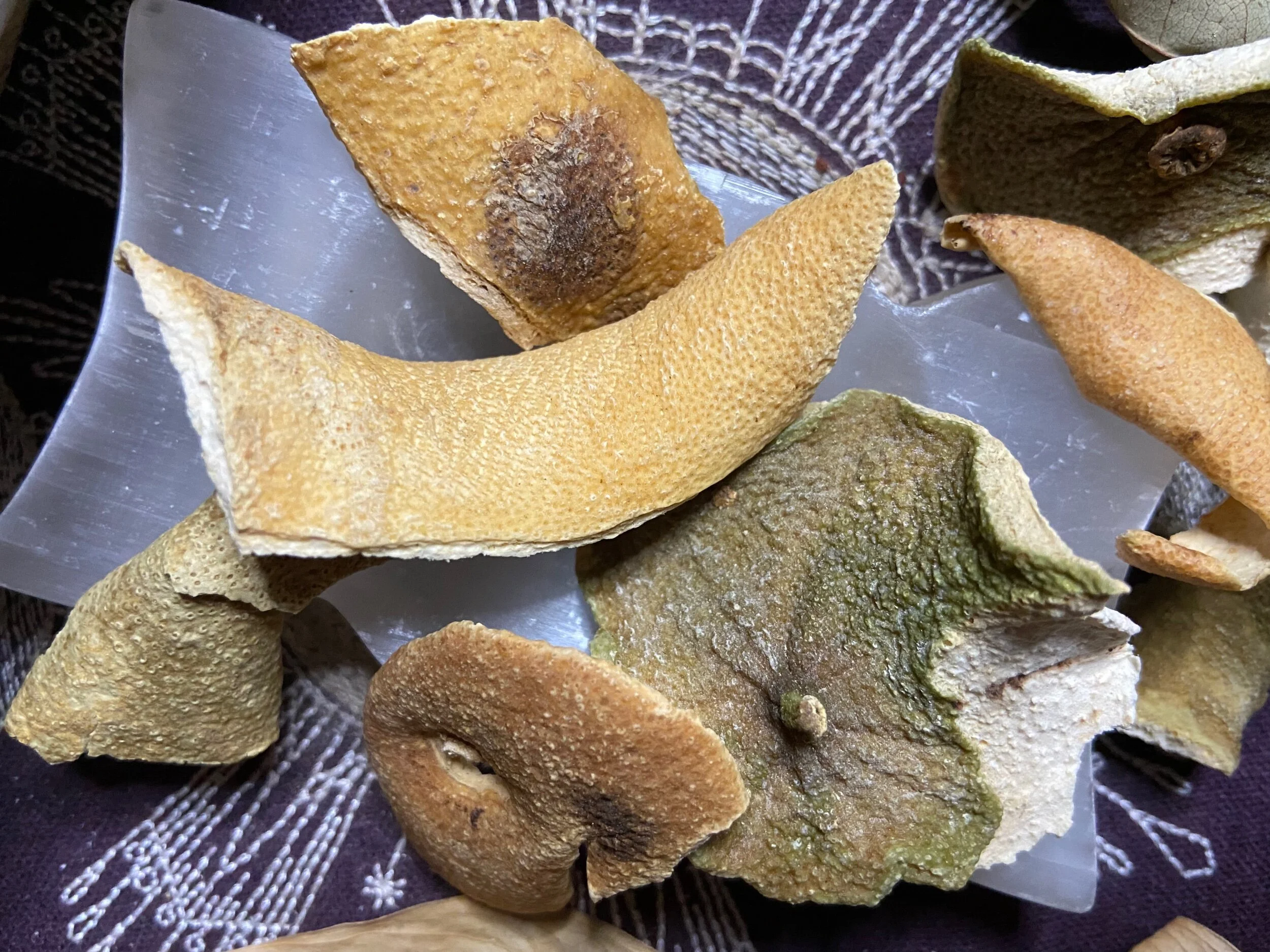 Water Caltrops, Trapa Natans, "Devil Pods," Protection from Evil ...