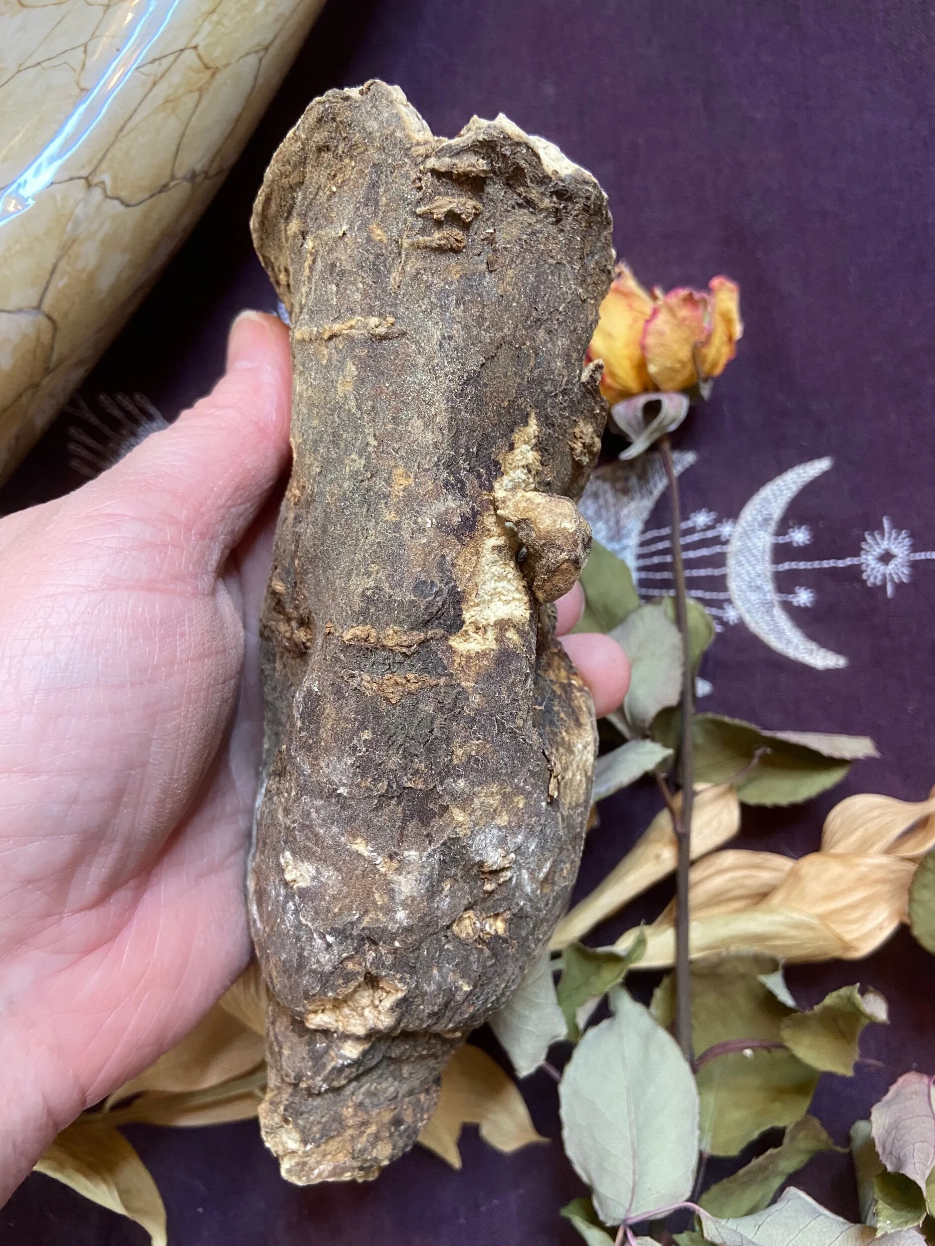 Devil’s Club Root Bark, Purification, Cleansing, Combating Witchcraft ...