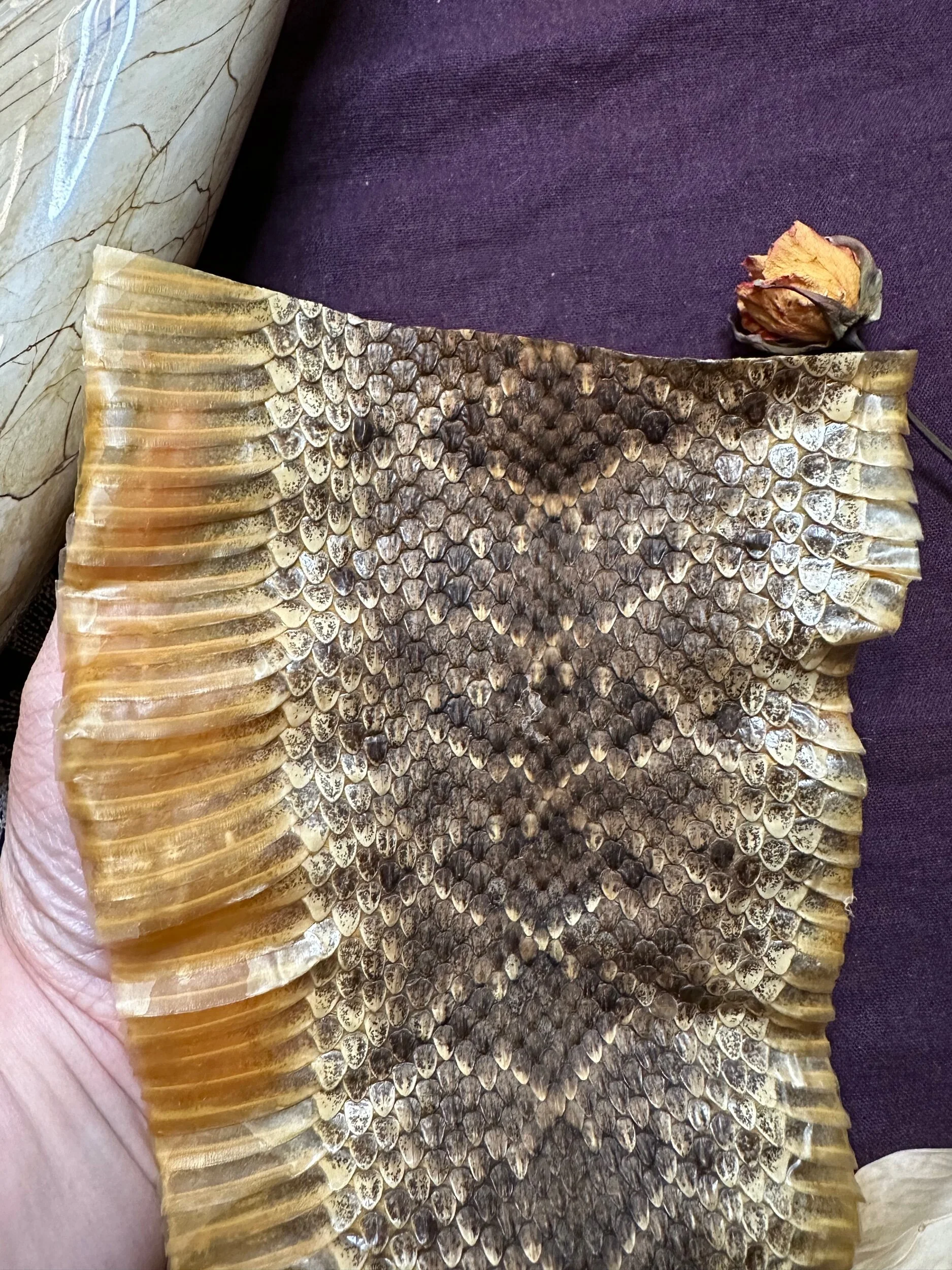 High Quality Dragons Blood Resin Powder and Chunks, All Natural, Dried ...