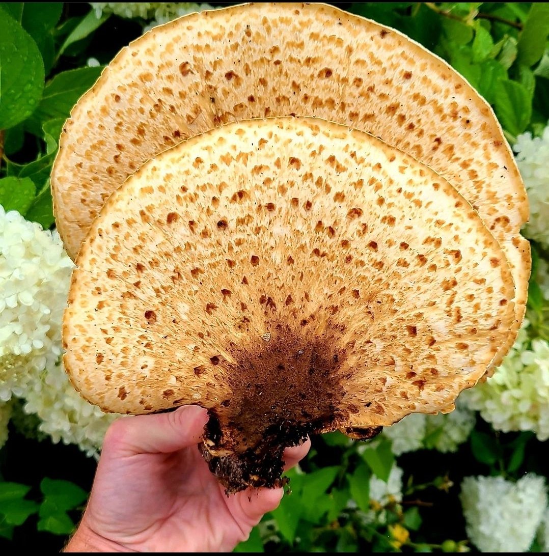 Two River Mushrooms | USDA Organic Mushrooms