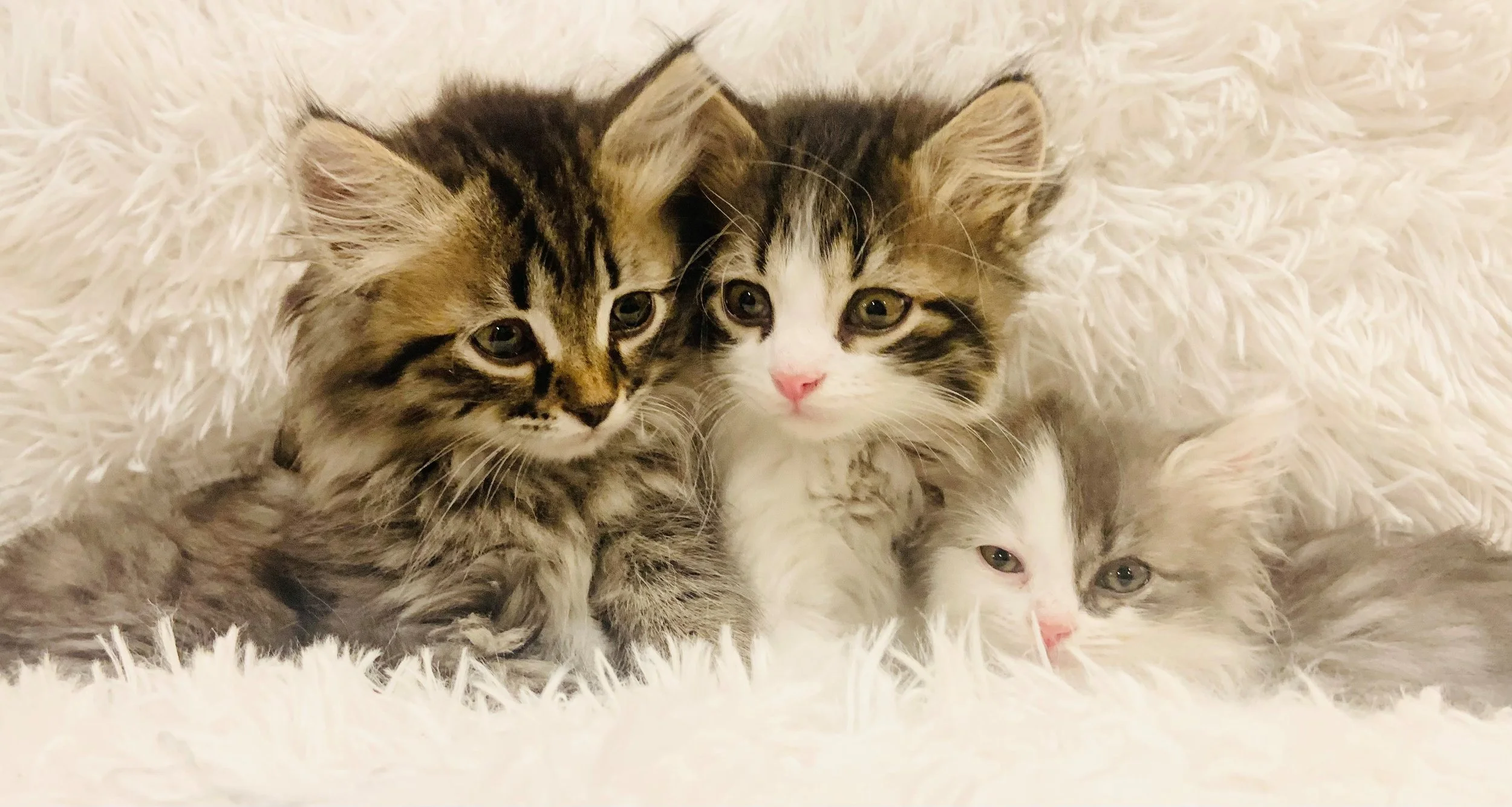 Available kittens and past litters — Wheat State Siberian Cattery
