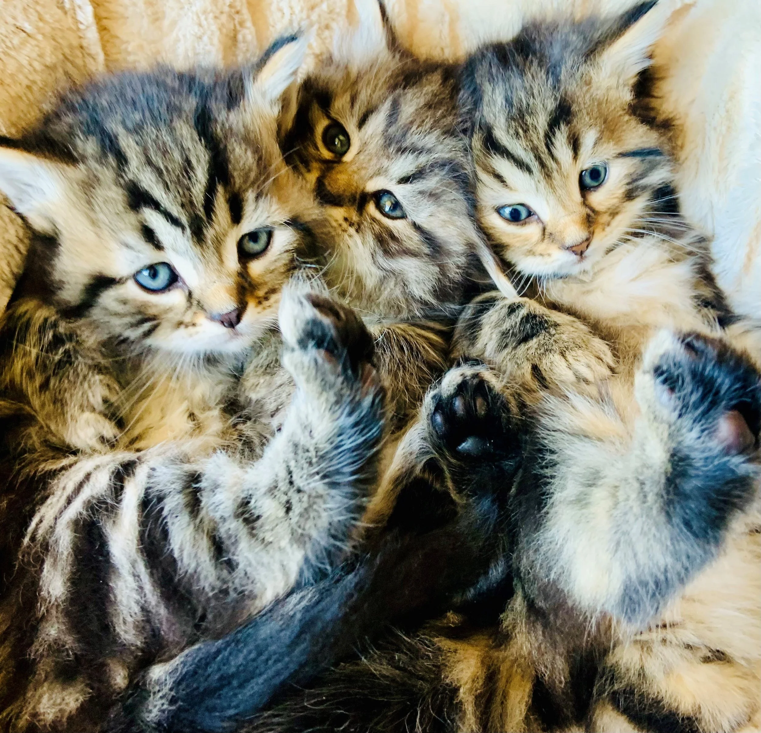 Wheat State Siberian Cattery