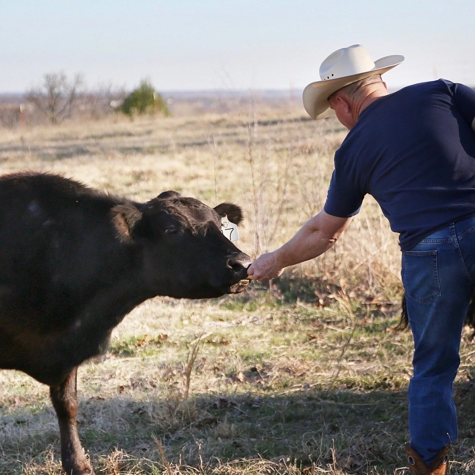 Oklahoma Wagyu | F1 Wagyu-Angus Cross Beef