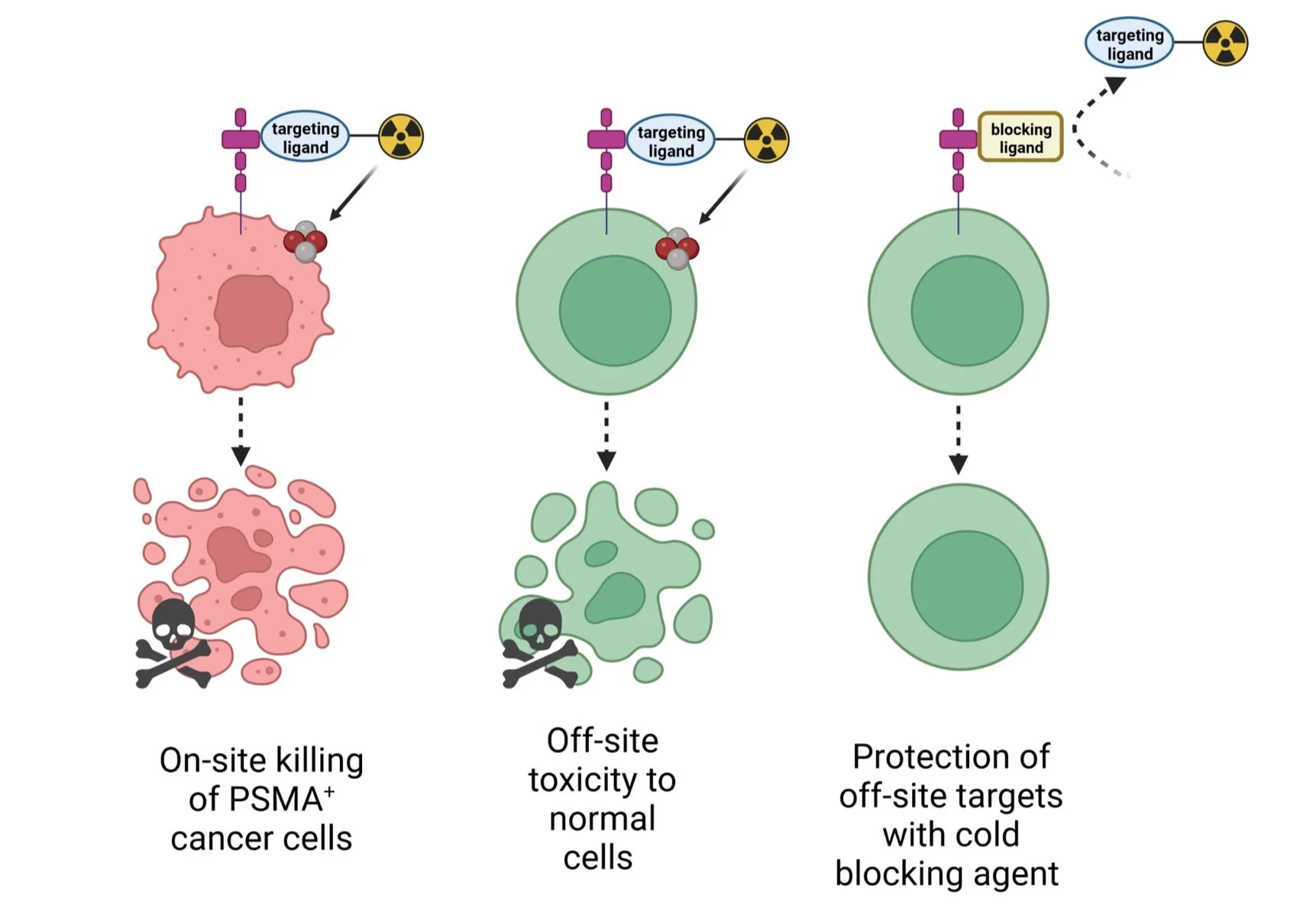 PSMA tracers for cancer therapy — Pillarsetty Theranostic Group