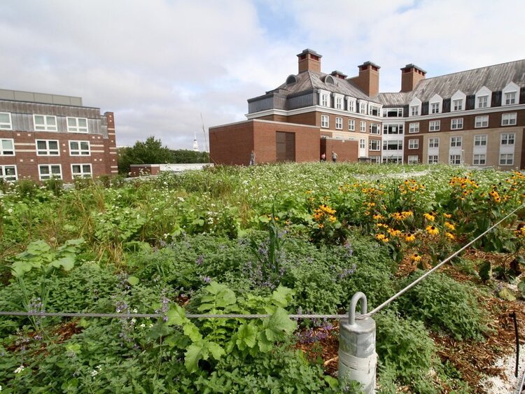 Harvard Business School McArthur/McCollum Building — Omni Ecosystems