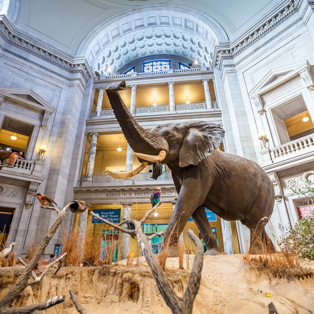 Our Fundraising Services for Non-Profits — Artsmarketing Services Inc.