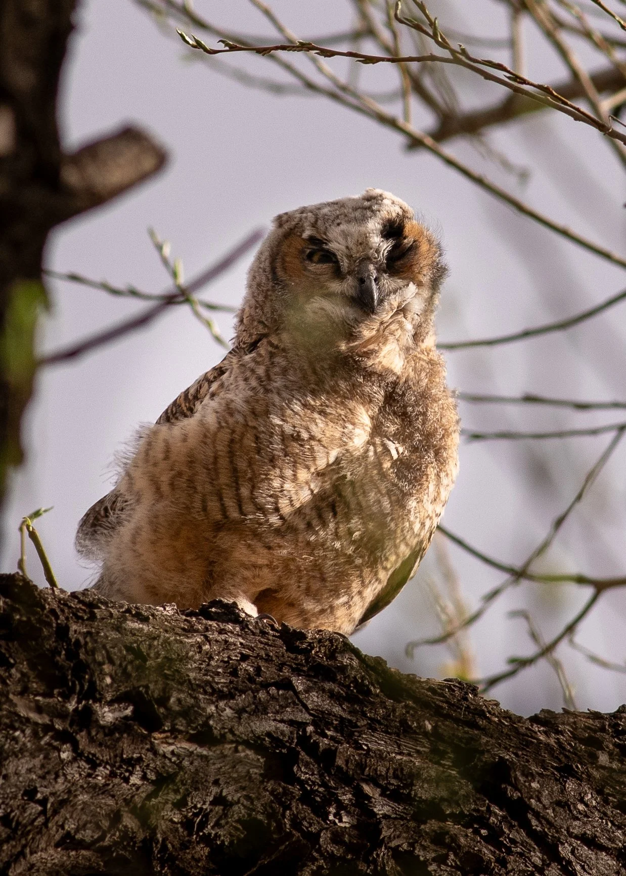 Dapper Young Owlet Winking At You — The Cattail Chronicles