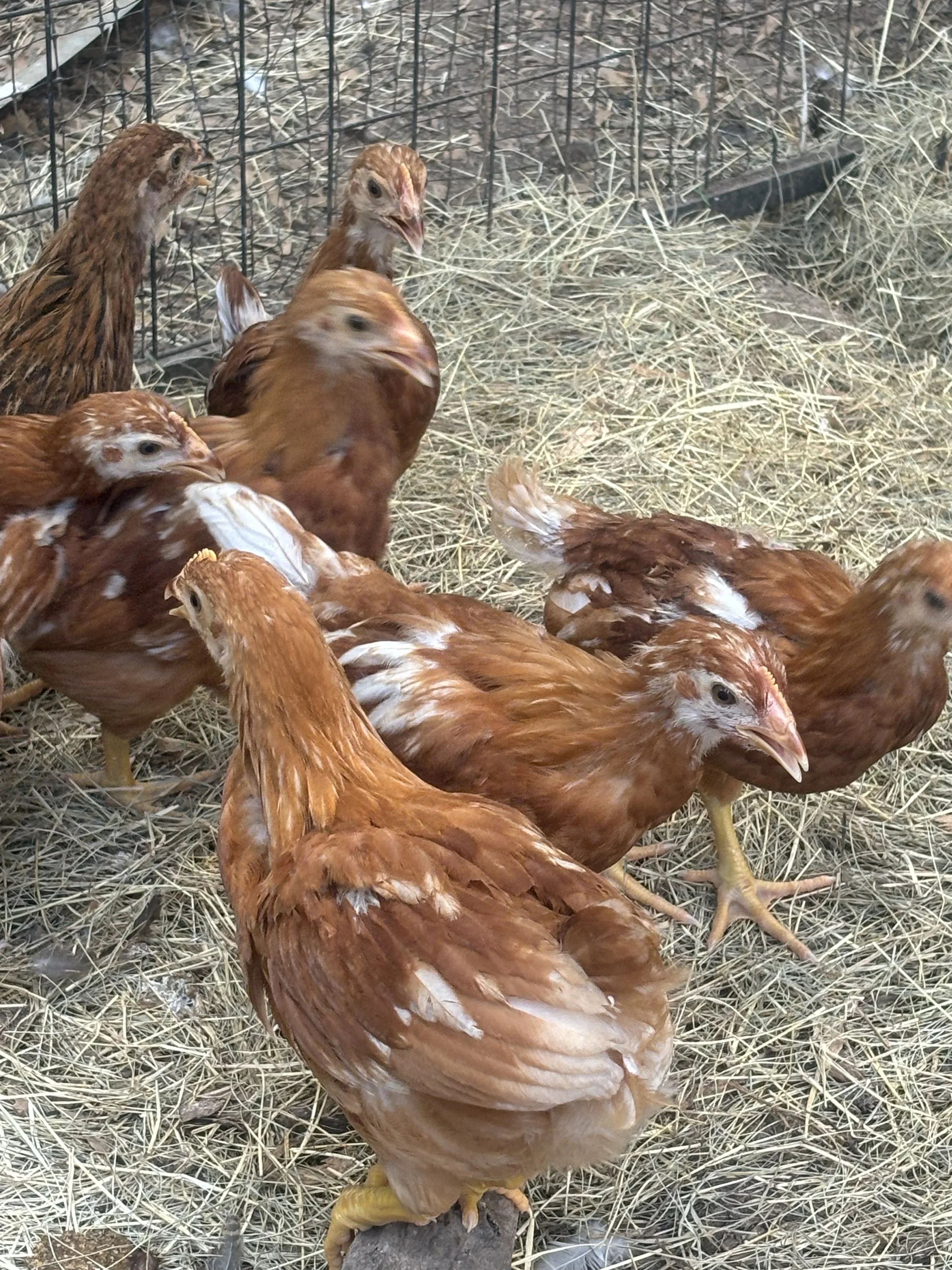 Farm Store — Crazy Chic Heritage Farm, Ltd. Co.