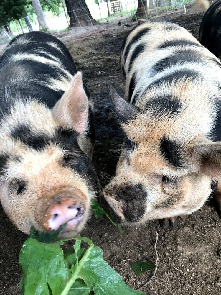 Our Farm Story — Crazy Chic Heritage Farm, Ltd. Co.