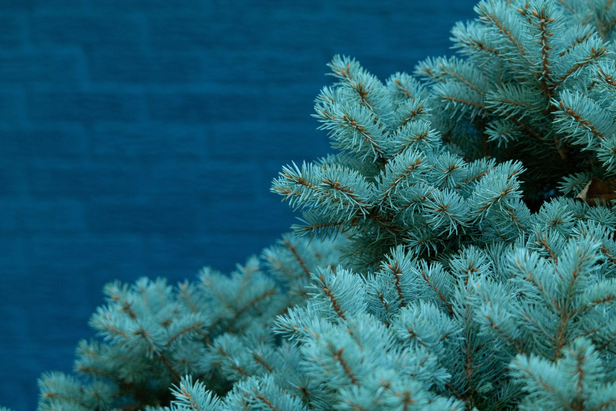 Evergreen Elegance: Strategies for Crafting Year-Round Visual Appeal in ...