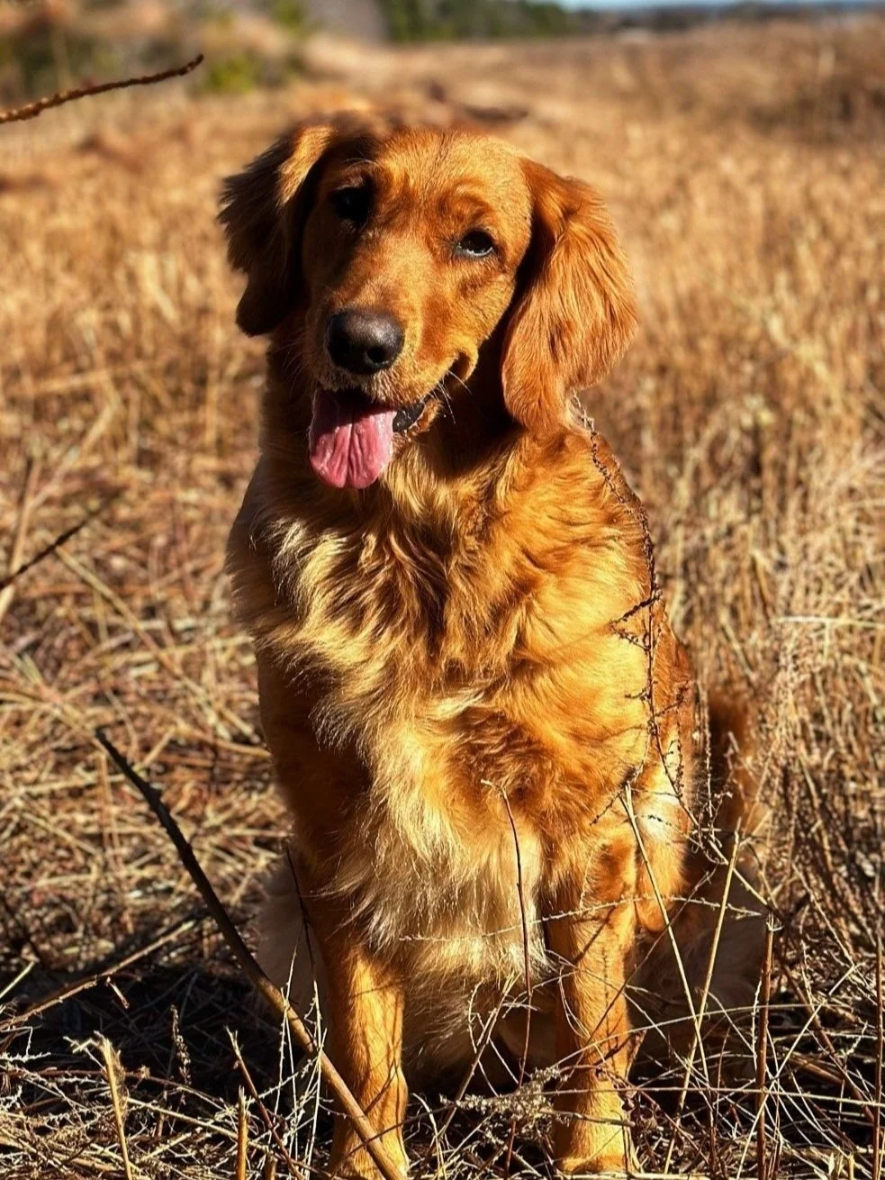 BetterPet