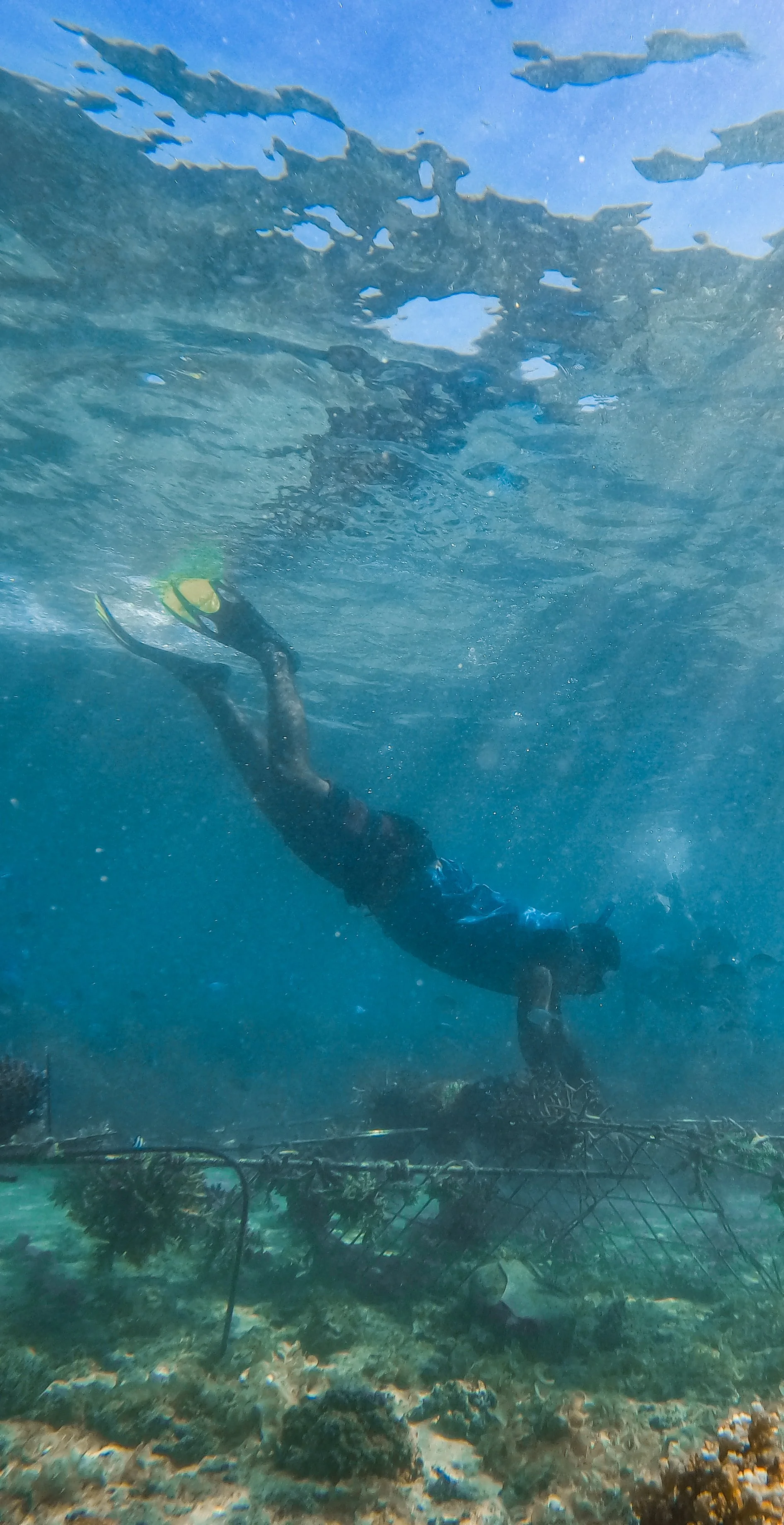Coral Conservation Activities — Dulcinea Charters Fiji