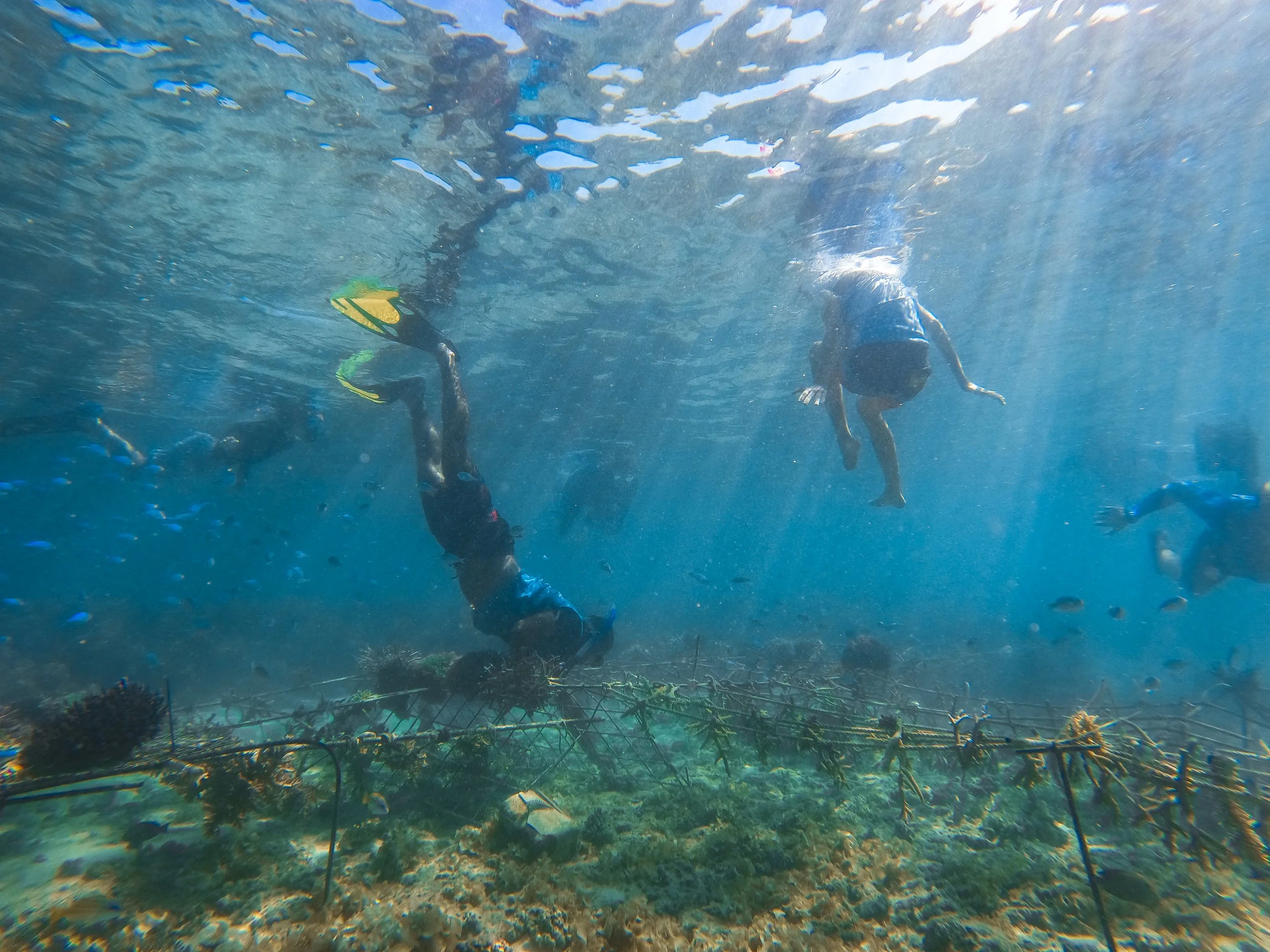 Coral Conservation Activities — Dulcinea Charters Fiji