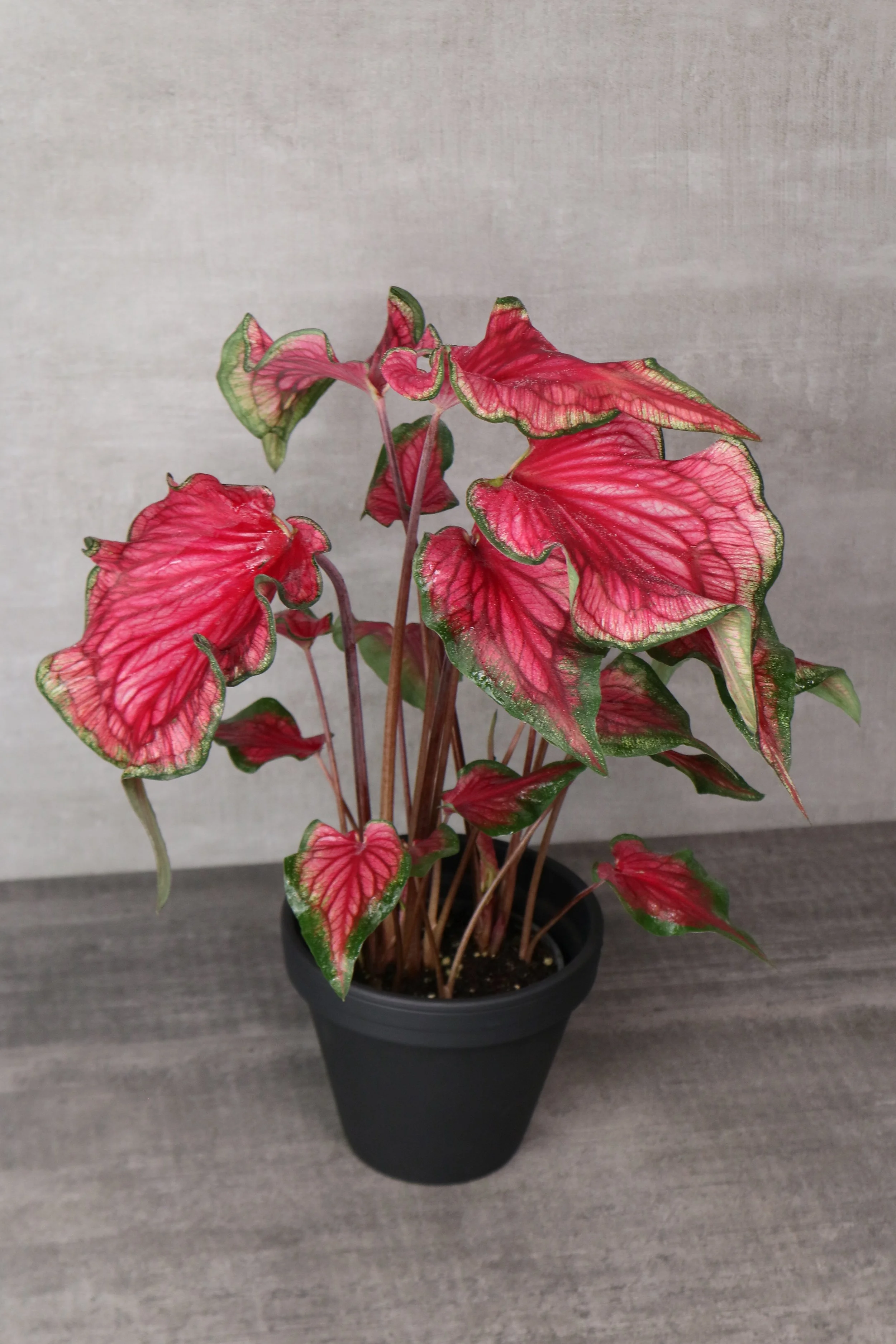 Plant Profile | Caladium — The Grow