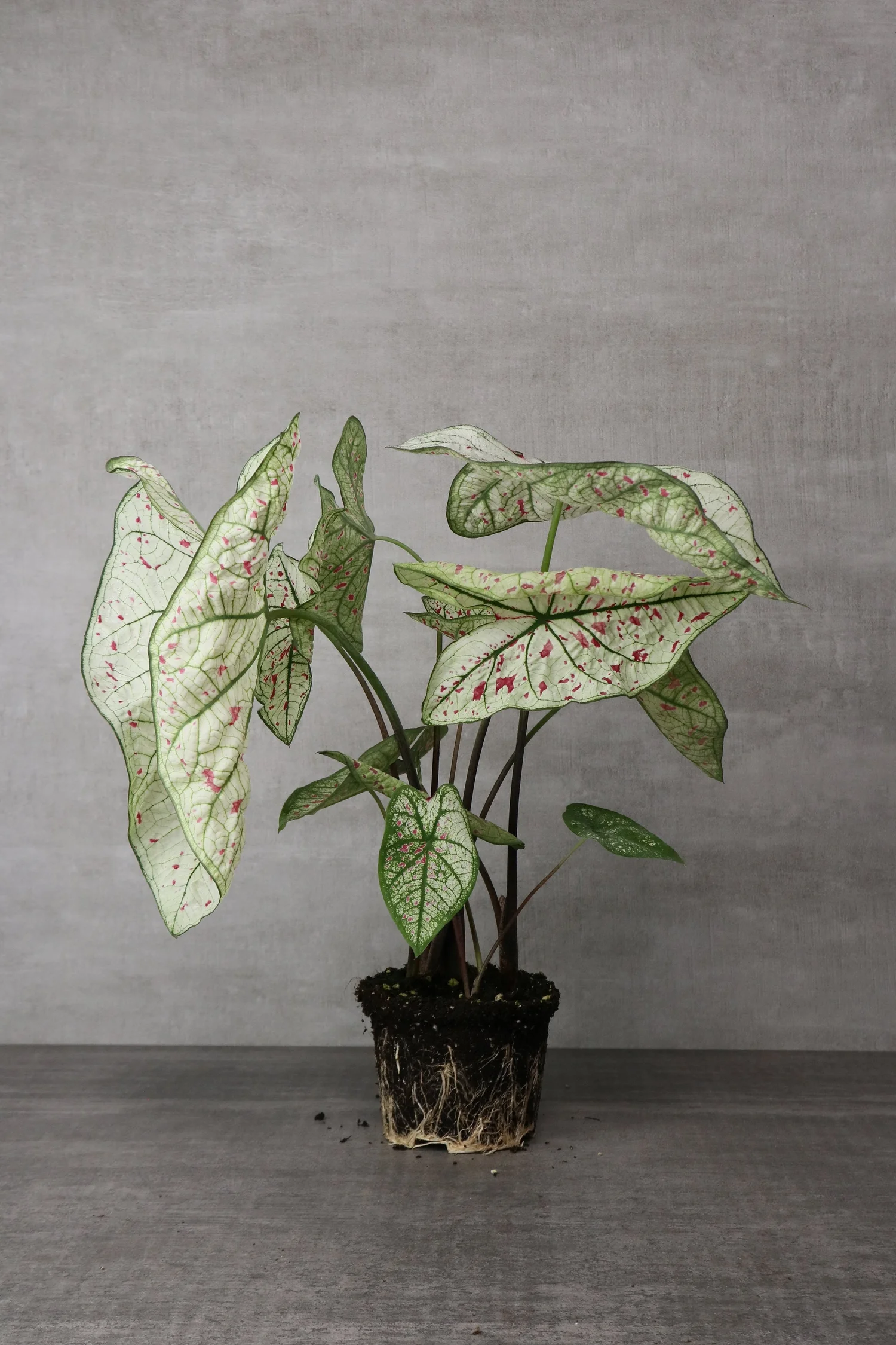 Plant Profile | Caladium — The Grow