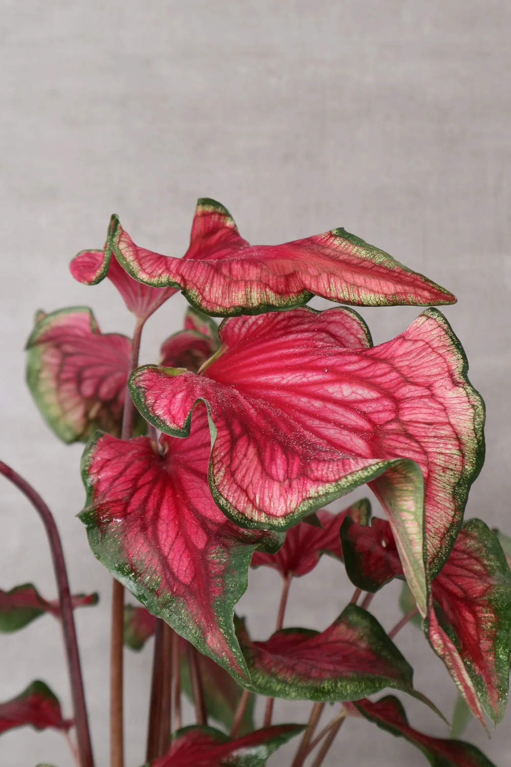 Plant Profile | Caladium — The Grow