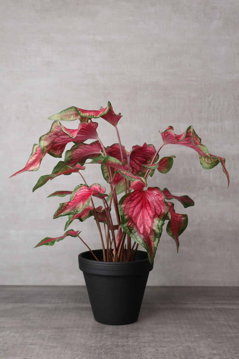 Plant Profile | Caladium — The Grow