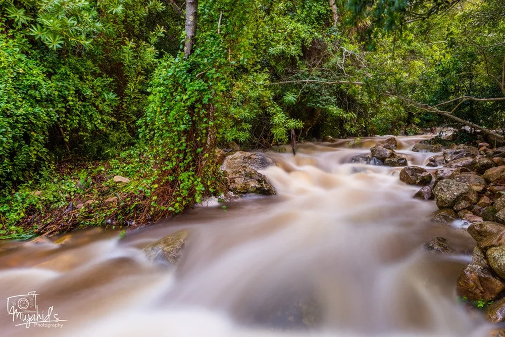Short Hike and Picnic in Newlands Forest, Cape Town for Tourists and ...