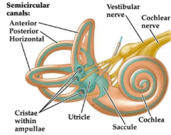 Vestibular (Balance) assessment clinic — Hearing and Balance Audiology ...
