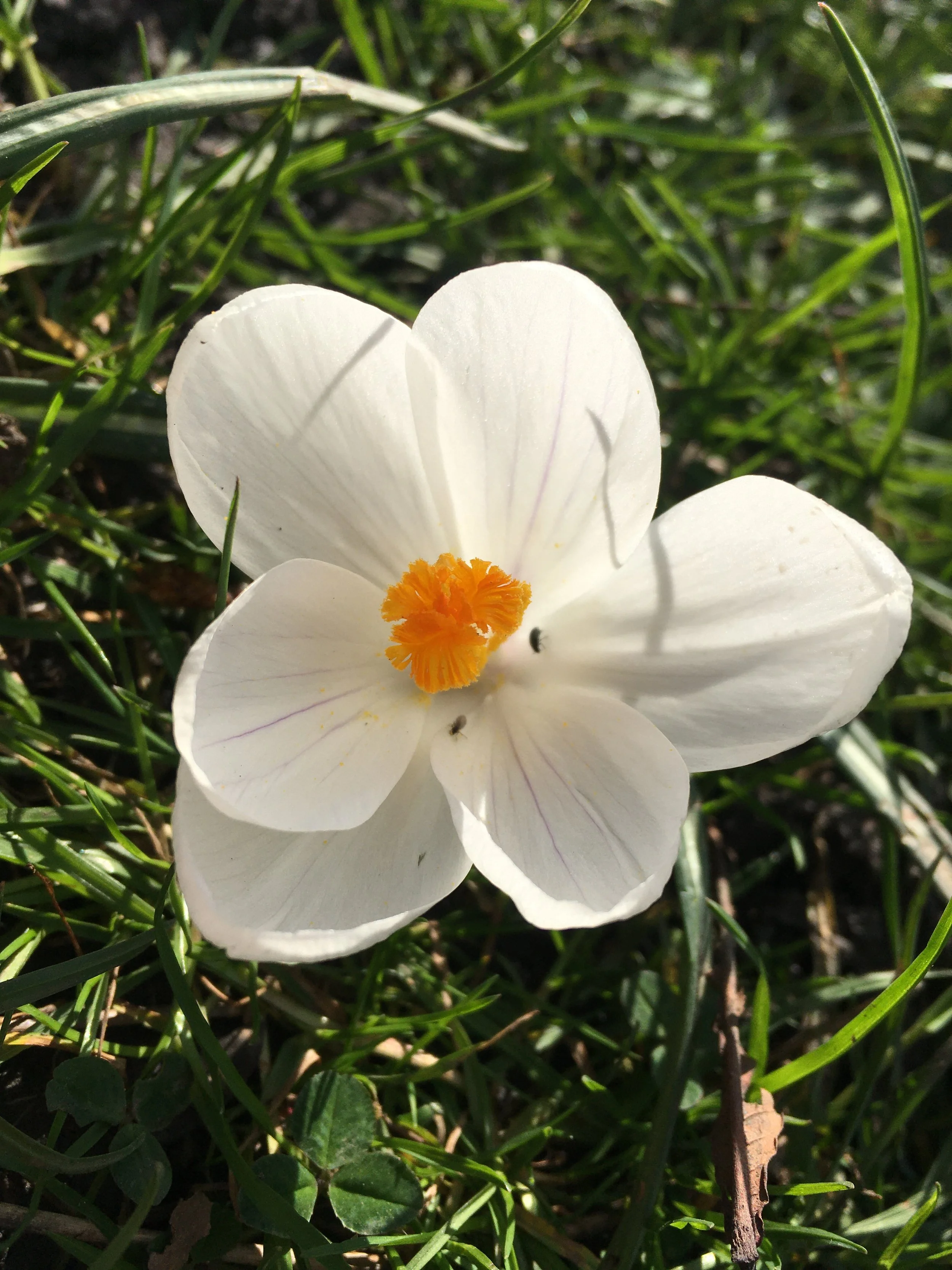 Sebnem Ugural - Trauma Informed Yoga - Mindfulness Coaching - Reiki