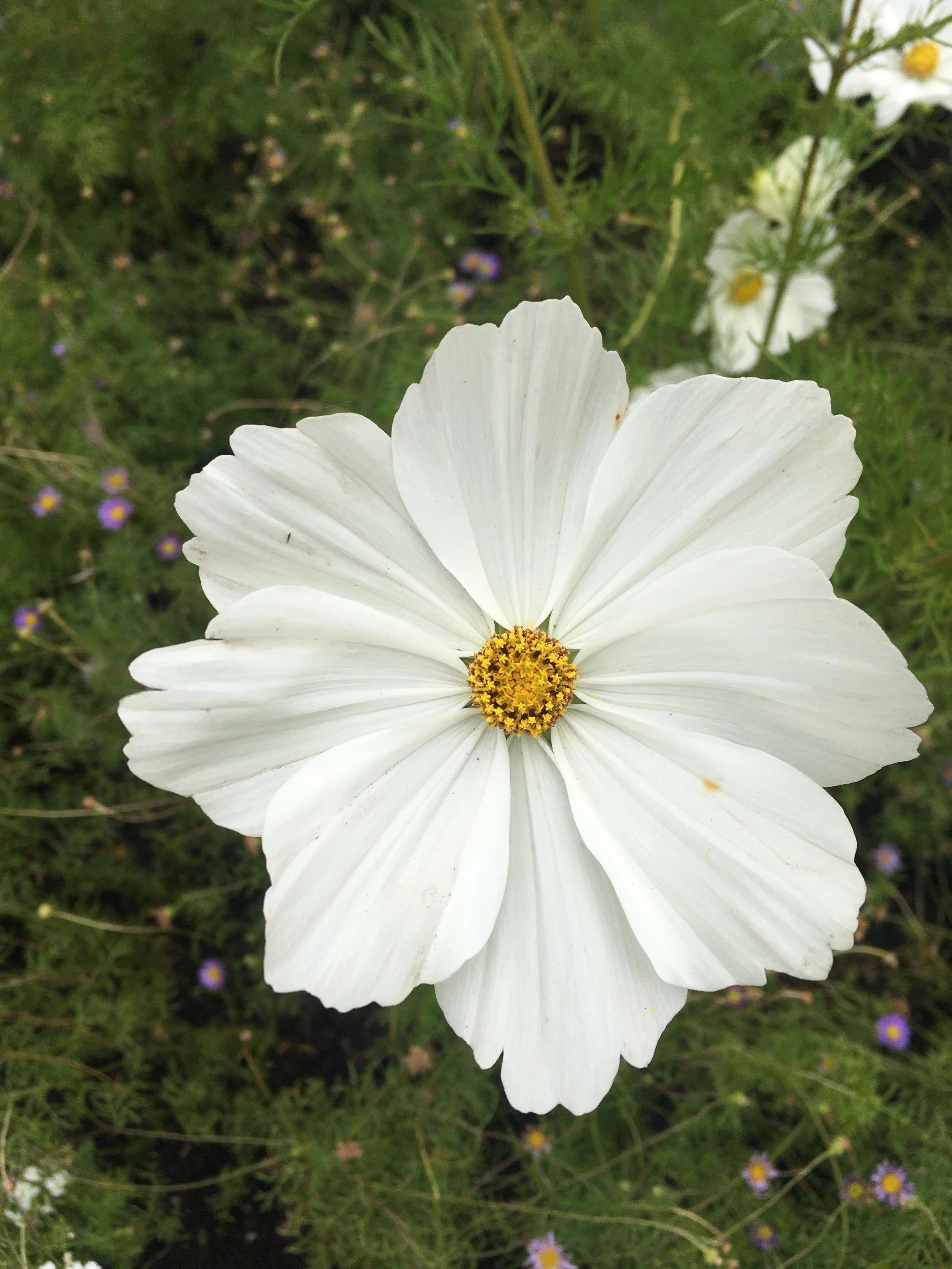 Sebnem Ugural - Trauma Informed Yoga - Mindfulness Coaching - Reiki