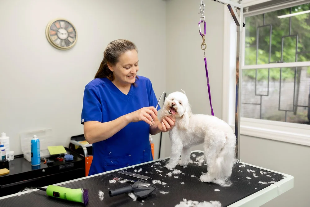 Our Services — Fayette Veterinary Clinic