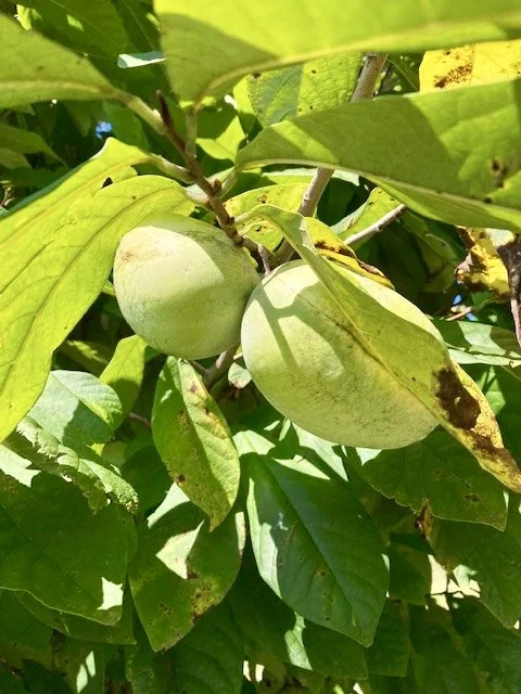 Contact 1 — CHESTERFIELD ORGANIC ORCHARDS