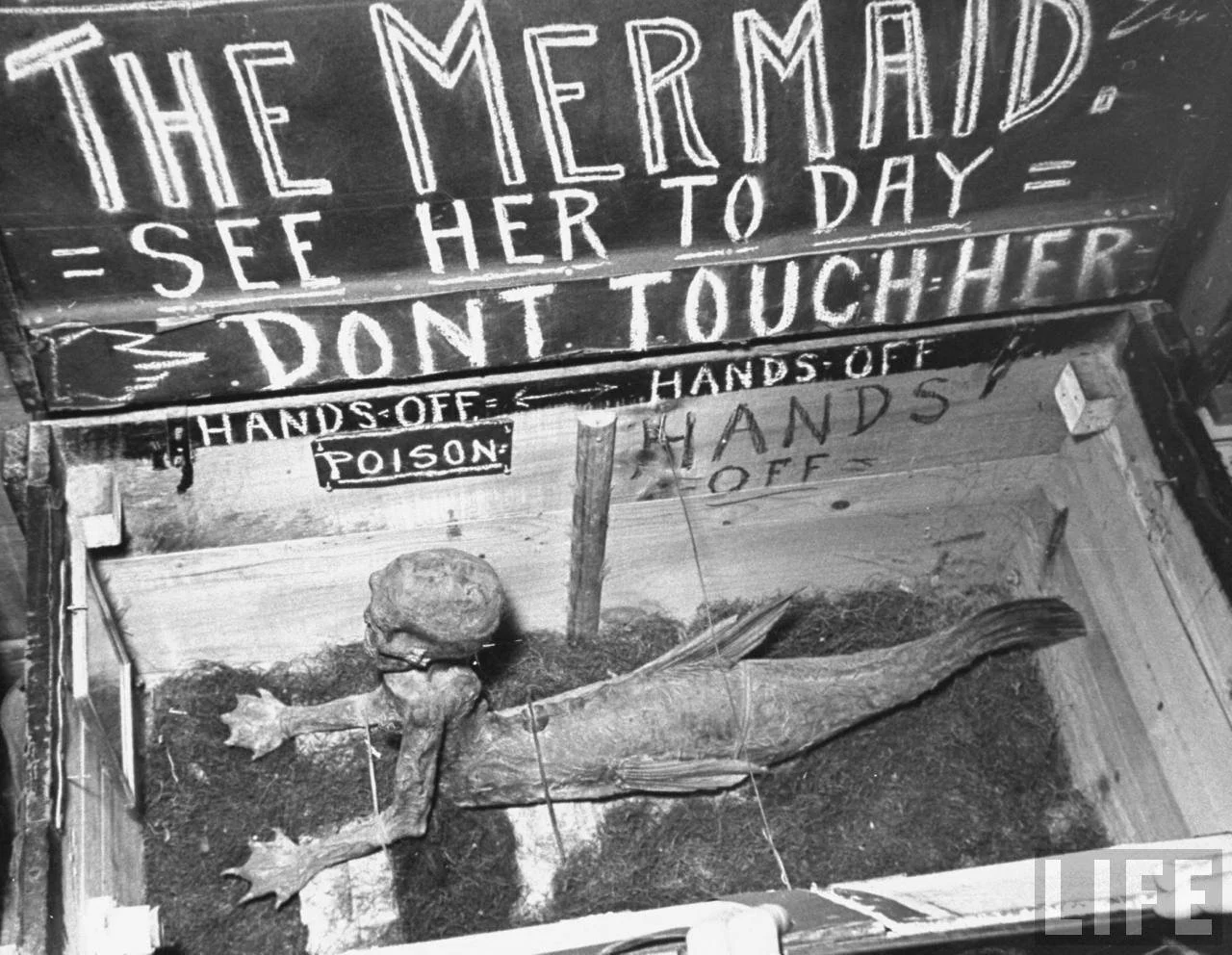 Feejee Mermaid — Coney Island USA