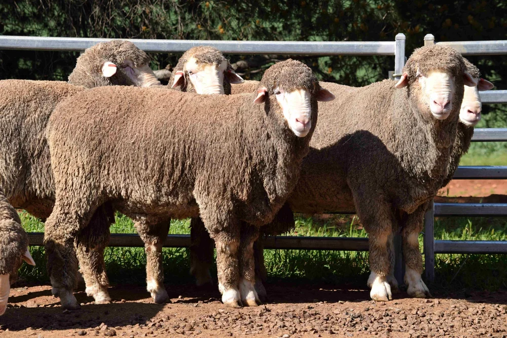 Ram sales — Rocklyn Merino Stud