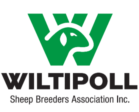 Wiltipoll Stud & Commercial Sheep for Sale — McIntosh Farm