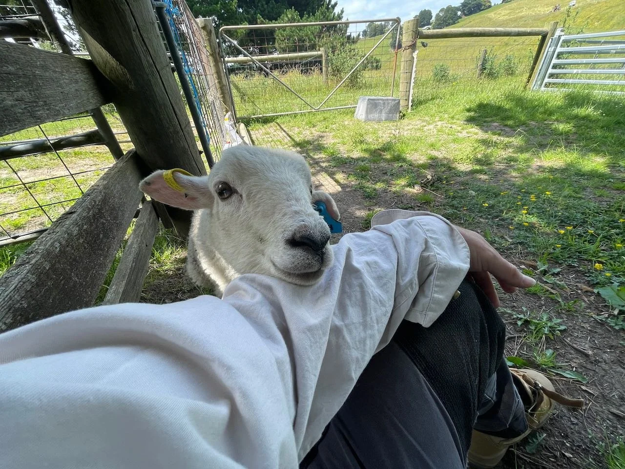 Wiltipoll Sheep Stud — McIntosh Farm