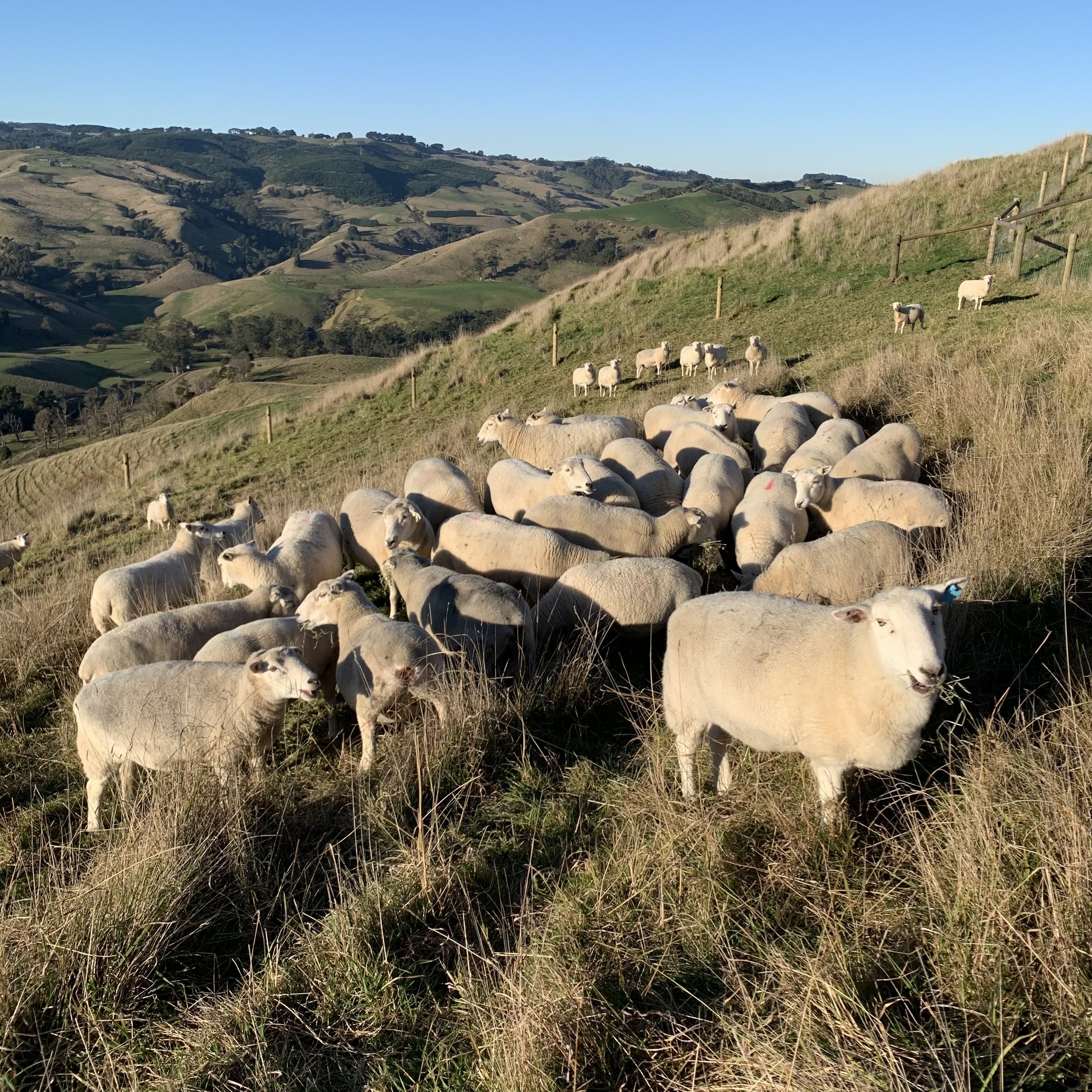 Wiltipoll Stud & Commercial Sheep for Sale — McIntosh Farm
