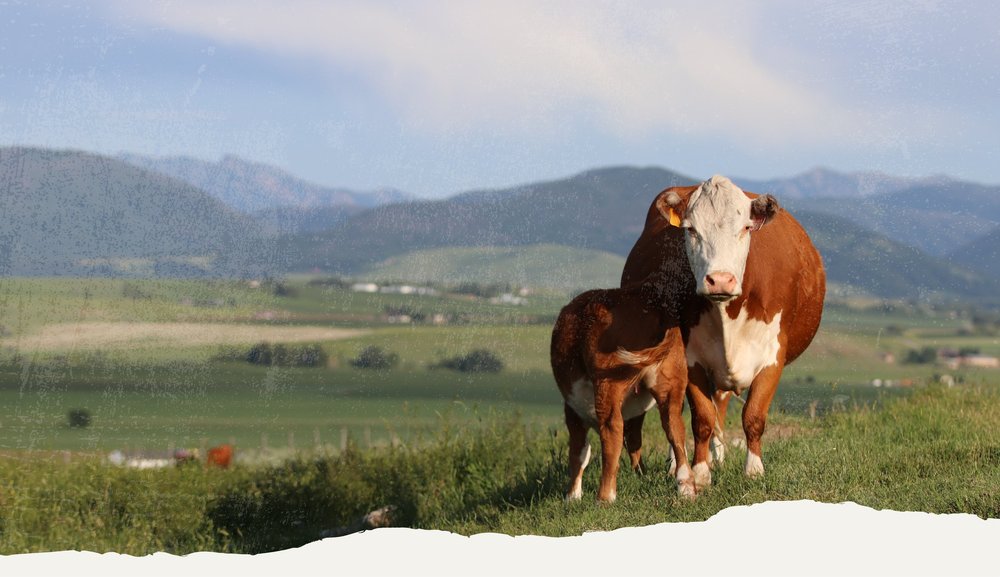 Storey Hereford Ranch