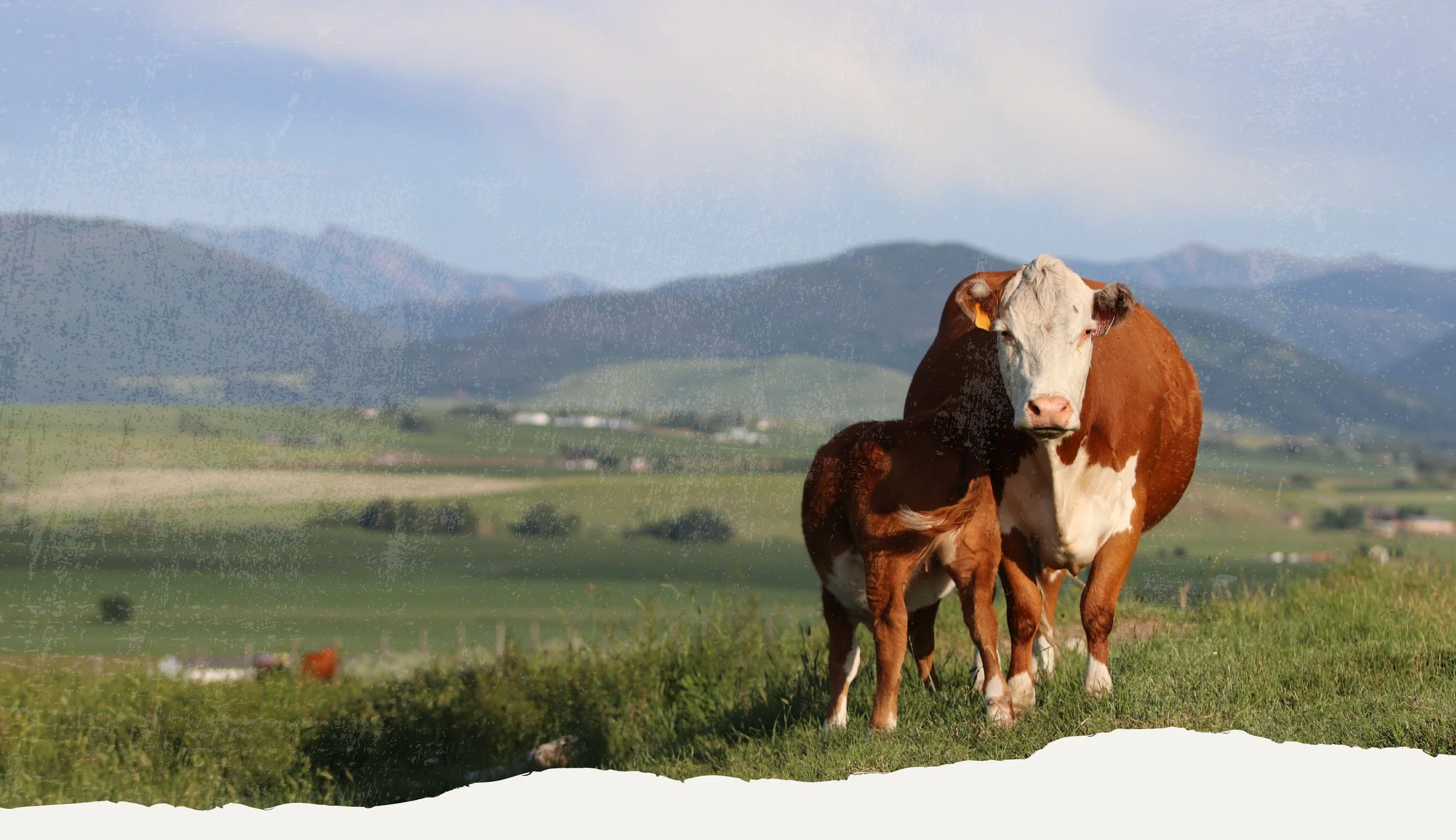Storey Hereford Ranch