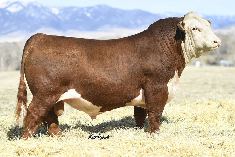 Sires — Storey Hereford Ranch